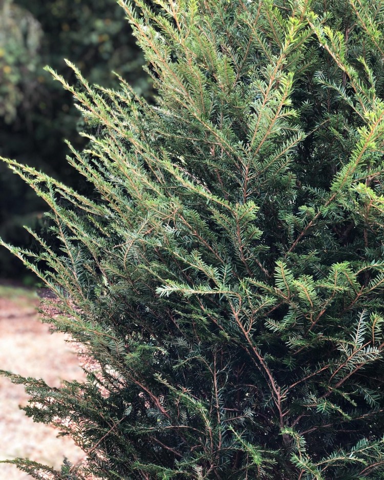 Roth Nursery – Nursery specializing in Trees, Shrubs and Perennials