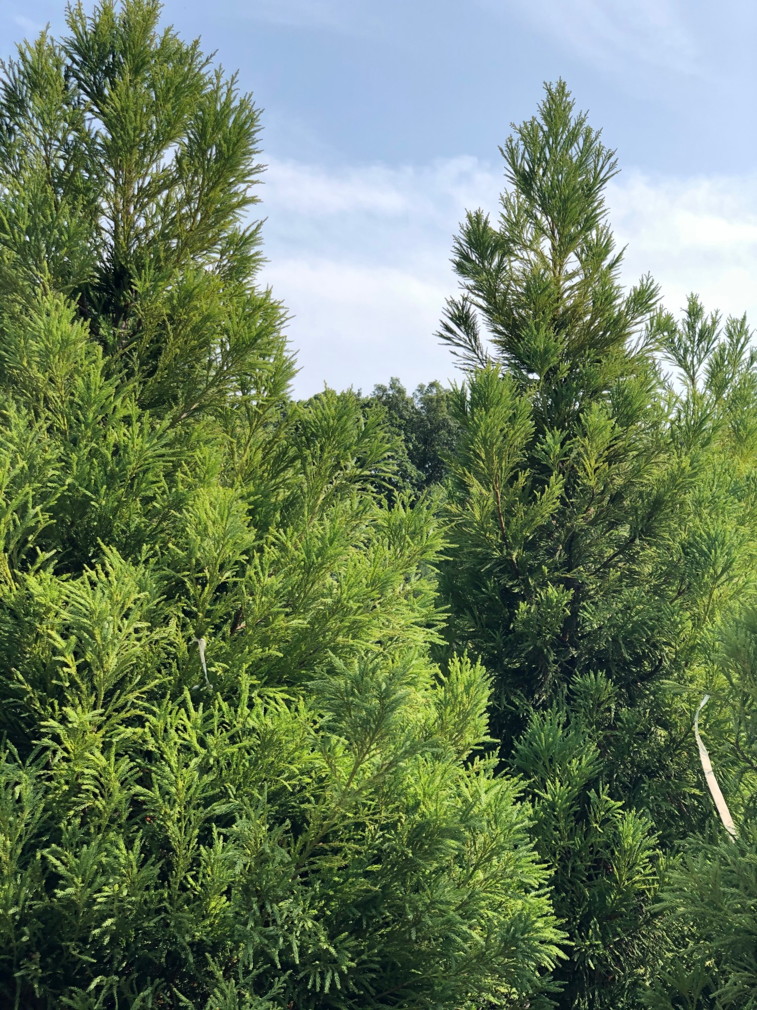 Roth Nursery – Nursery specializing in Trees, Shrubs and Perennials